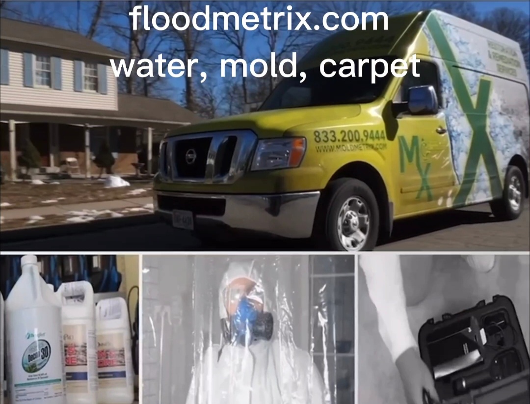 What is Mold Contamination - Flood Metrix